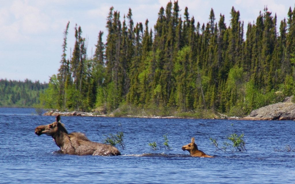 Wildlife in Ontario, Canada - South Shore Lodge